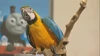 Animals (T&F) | Thomas the Tank Engine Wikia | Fandom