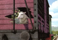 Very Important Sheep (magazine story) | Thomas the Tank Engine Wiki ...