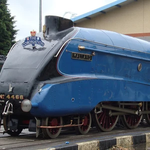 mallard thomas
