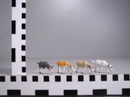 Goats (T&F) | Thomas the Tank Engine Wiki | Fandom