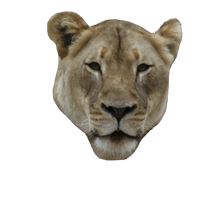Mr. Lion | Through The Woods Wiki | Fandom