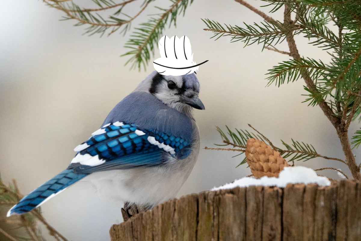 Blues Jays | Tuba Warriors Wiki | Fandom