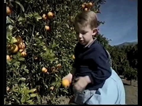 Orange Picking | The Teletubbies And Their Fellow Friends Wiki | Fandom