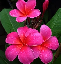 Frost Lily | Tuckerverse Wiki | Fandom