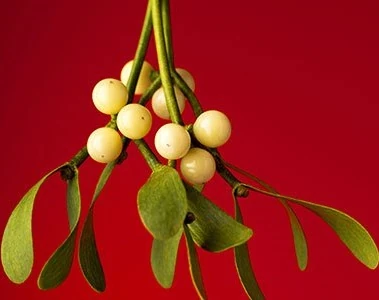 Magic Mistletoe | Tuckerverse Wiki | Fandom