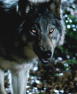 Daniel Lockwood/Traits | Tumblr Roleplay Wiki | Fandom