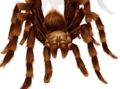 J'ba Fofi Spider | Tunwic Wiki | Fandom