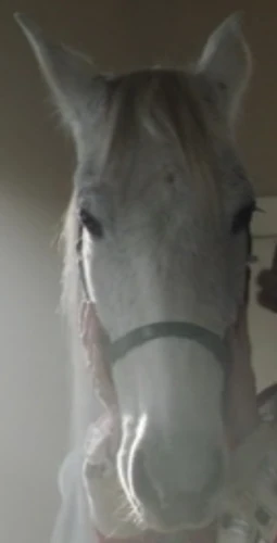 Bucephalus | Turn Wiki | Fandom