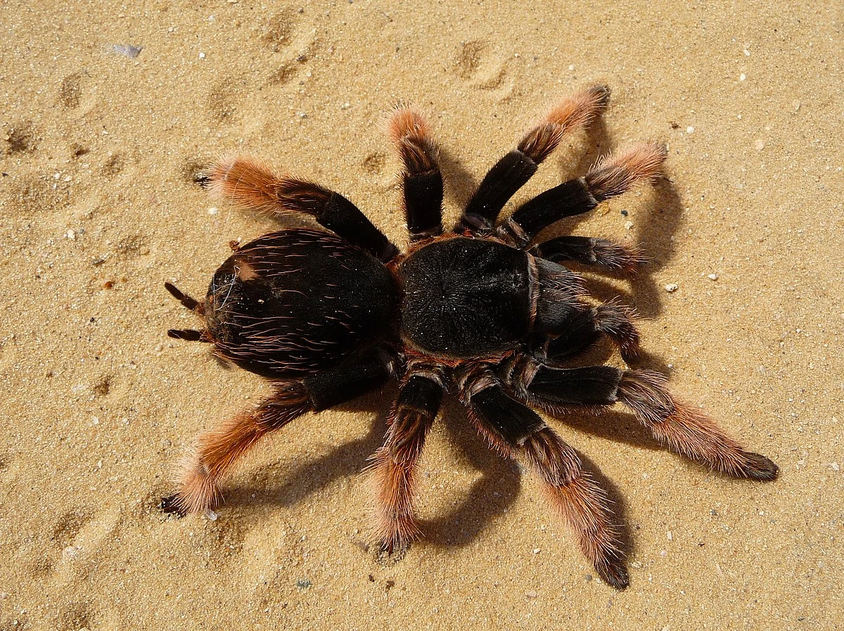 Spider | Turok: Lord of the Jungle Wiki | Fandom