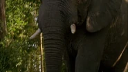 Elephant | Turok: Lord of the Jungle Wiki | Fandom