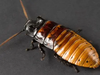 Cockroach | Turok: Lord of the Jungle Wiki | Fandom