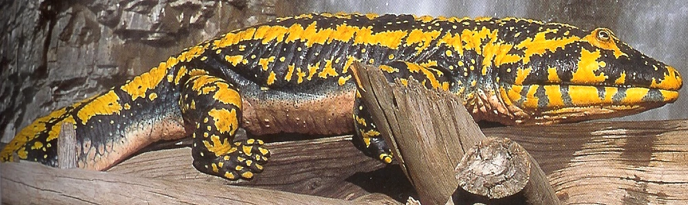 Labyrinthodont | Turok: Lord of the Jungle Wiki | Fandom