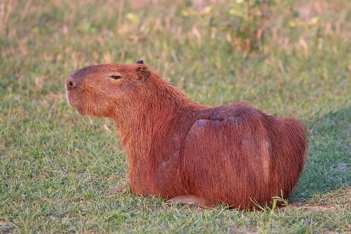 Capybara | Turok: Lord of the Jungle Wiki | Fandom