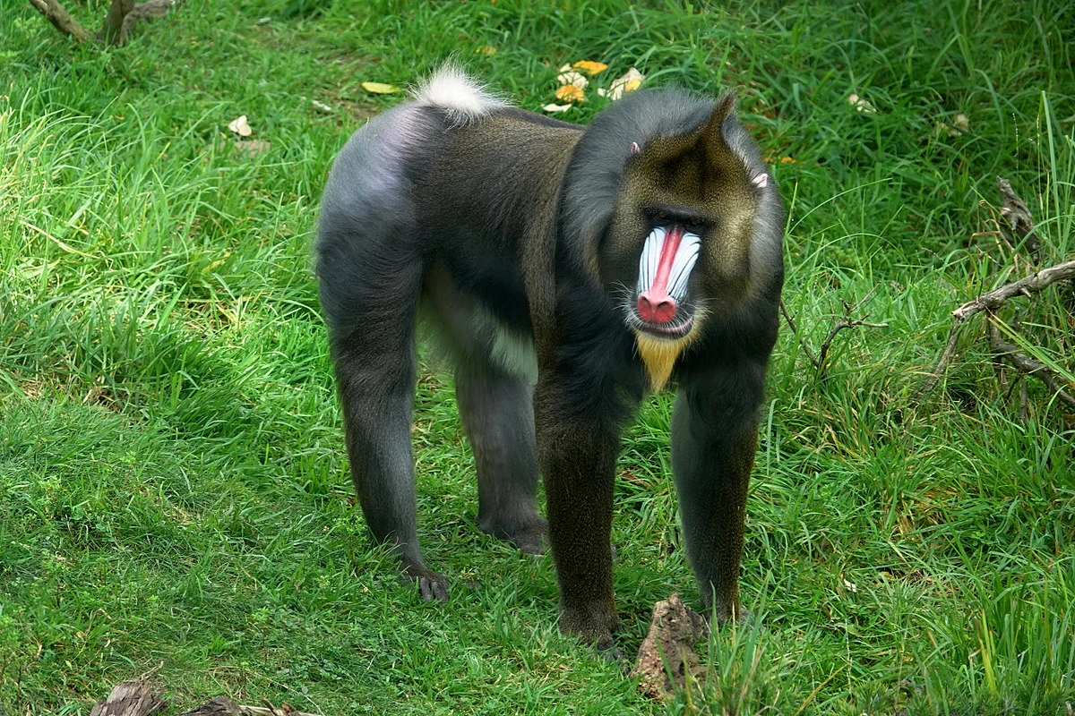 Mandrill | Turok: Lord of the Jungle Wiki | Fandom