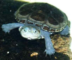 Terrapin | Turtle Wiki | Fandom