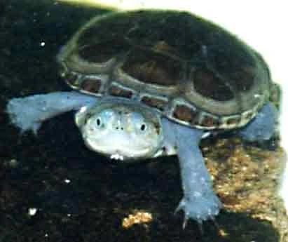 Terrapin | Turtle Wiki | Fandom