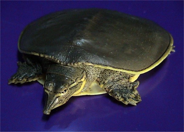 American soft-shelled turtle | Turtledove | Fandom