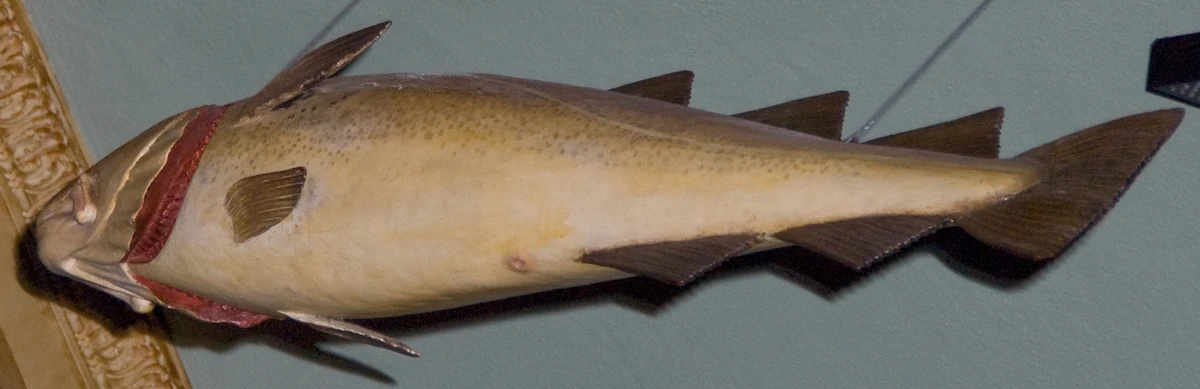 Sacred Cod | Turtledove | Fandom