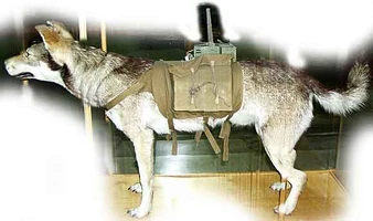Anti-tank dog | Turtledove | Fandom
