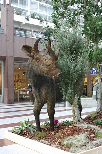 Syndyoceras | Turtledove | Fandom