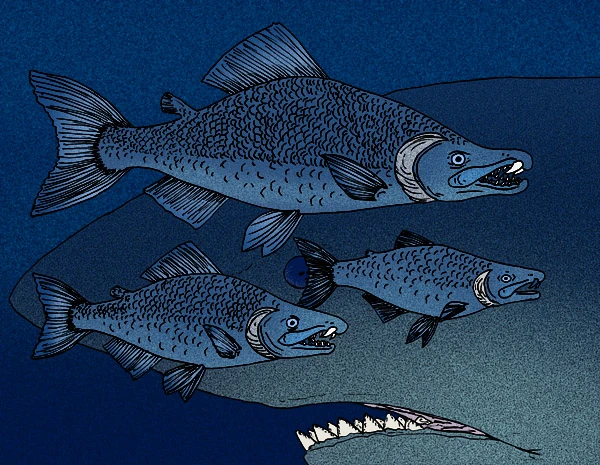 Sabertooth Salmon Turtledove Fandom