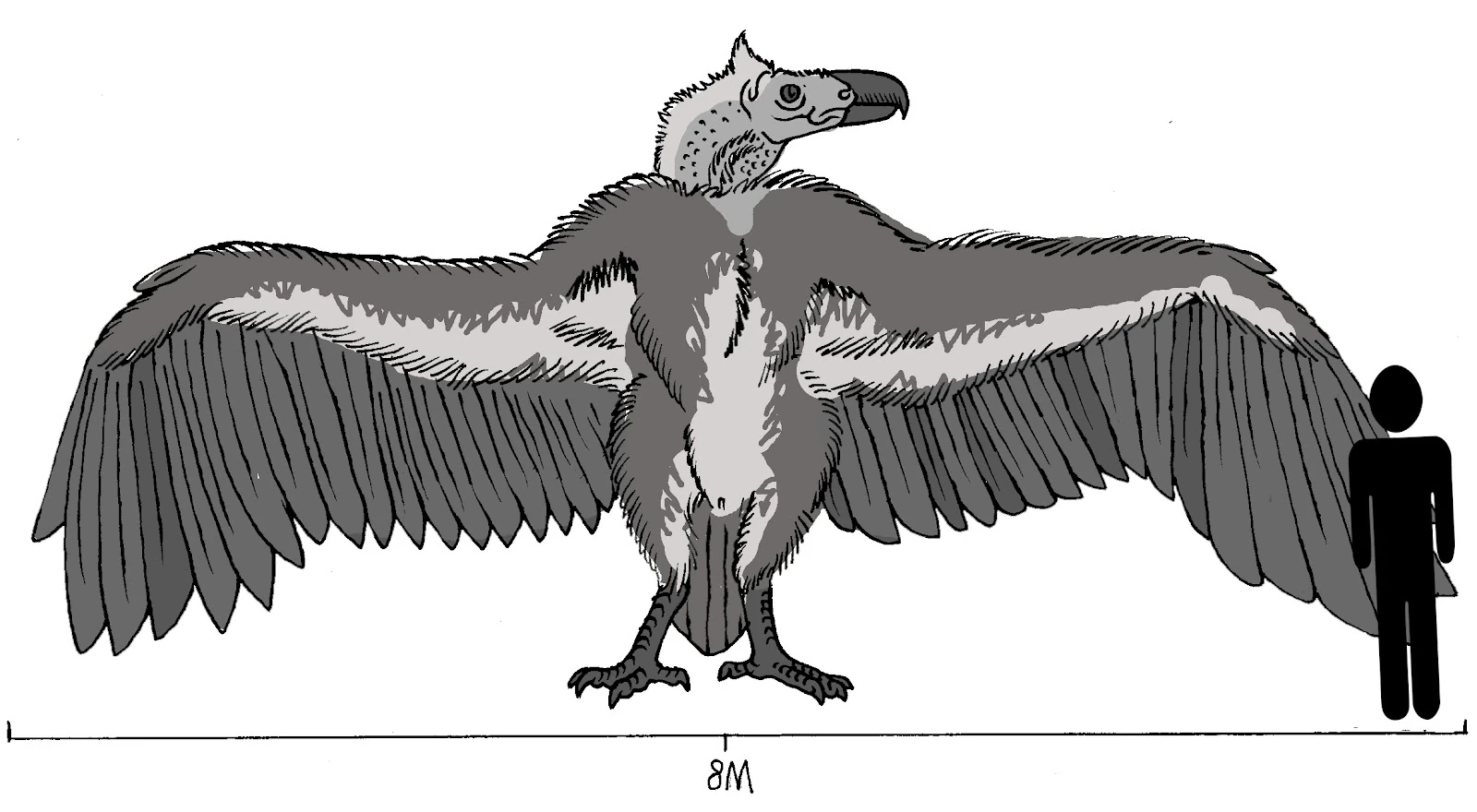 Argentavis Skeleton