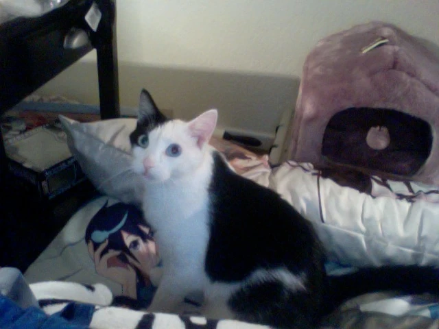 Turtwig | Turtleseed Wiki | Fandom