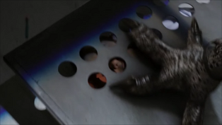 Terror Bird (Primeval) | TV Dinos Wiki | Fandom