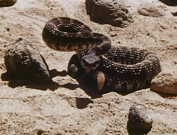 Snakes | TV Database Wiki | Fandom