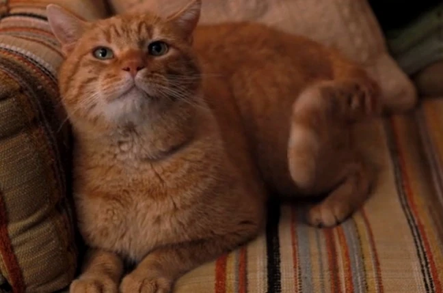 Mews | TV Database Wiki | Fandom