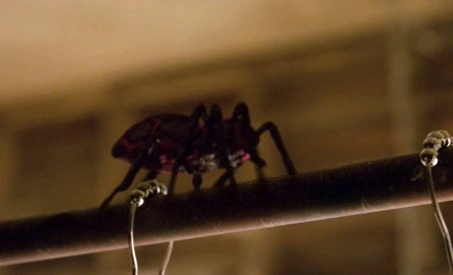 Spiders | TV Database Wiki | Fandom