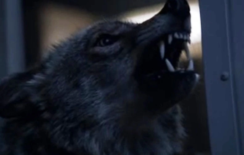 Werecoyotes | TV Database Wiki | Fandom