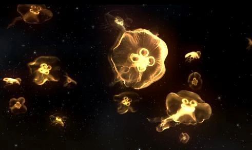 Jellyfish | TV Database Wiki | Fandom