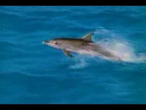 World Animals | TV Fanon Wiki | Fandom