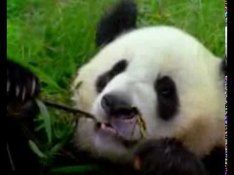 Baby Noah | TV Fanon Wiki | Fandom