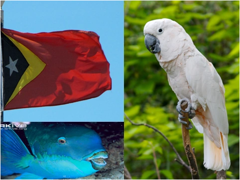 East Timor | TV Fanon Wiki | Fandom