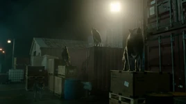 Werewolves | Shadowhunters on Freeform Wiki | Fandom