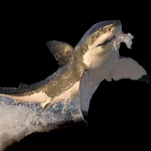 Shark Collection | TW2: Dragonspawn Wiki | Fandom