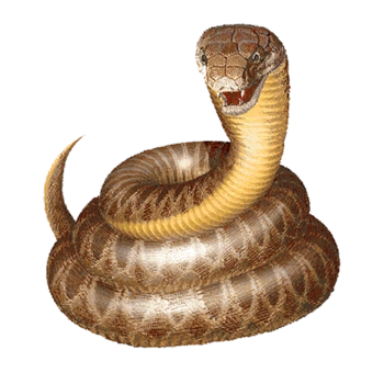 Rock Python | TW2: Dragonspawn Wiki | Fandom