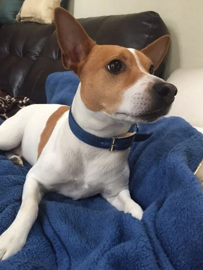 Turbo | Twaimz Wikia | Fandom