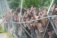 Infected | Wiki The Walking Dead | Fandom
