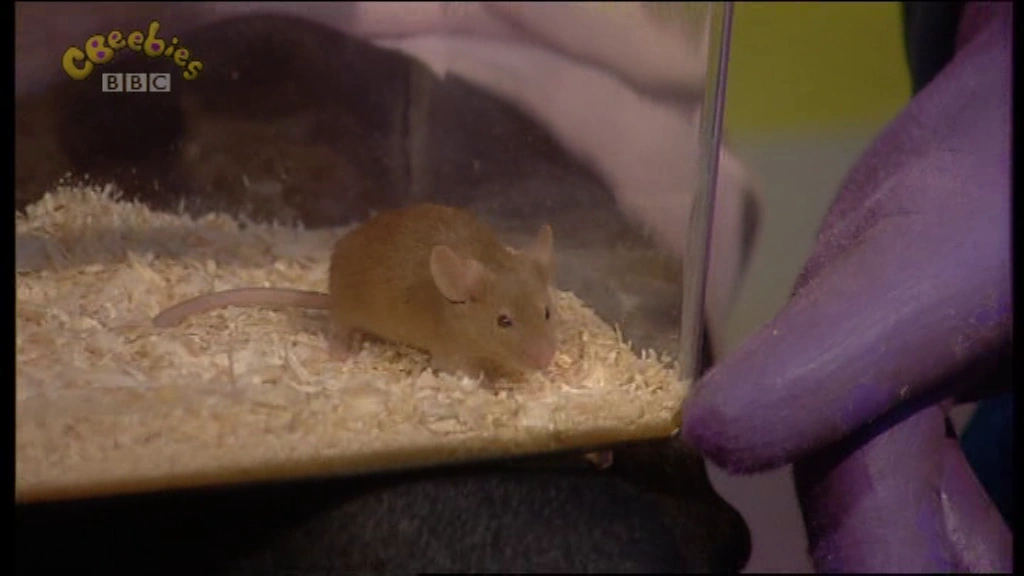 Mouse | Tweenies Wiki | Fandom