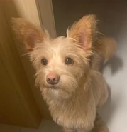 Dobby | Twice Wiki | Fandom