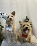 Dobby | Twice Wiki | Fandom