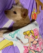 Dobby | Twice Wiki | Fandom