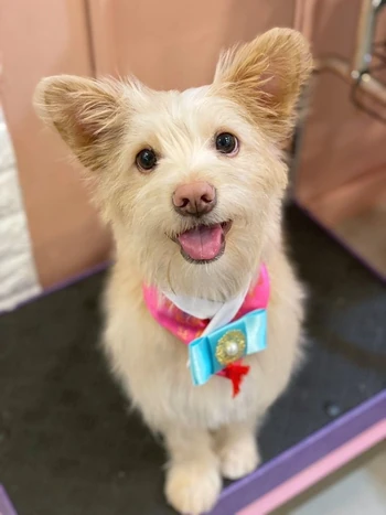 Dobby | Twice Wiki | Fandom