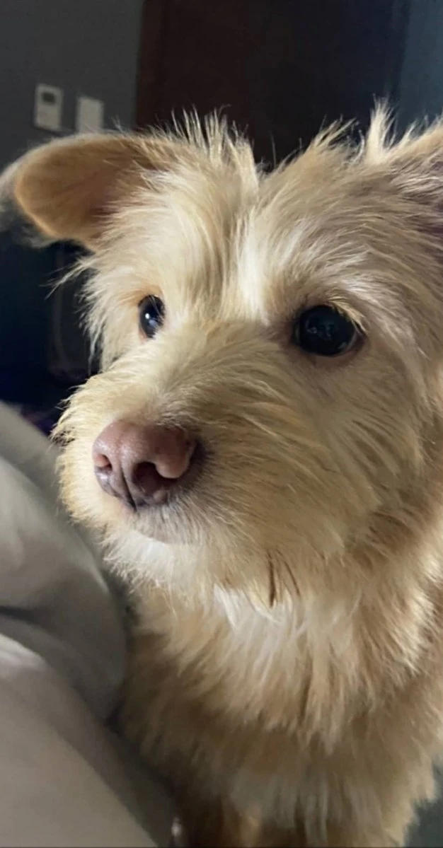 Dobby | Twice Wiki | Fandom