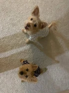 Dobby | Twice Wiki | Fandom