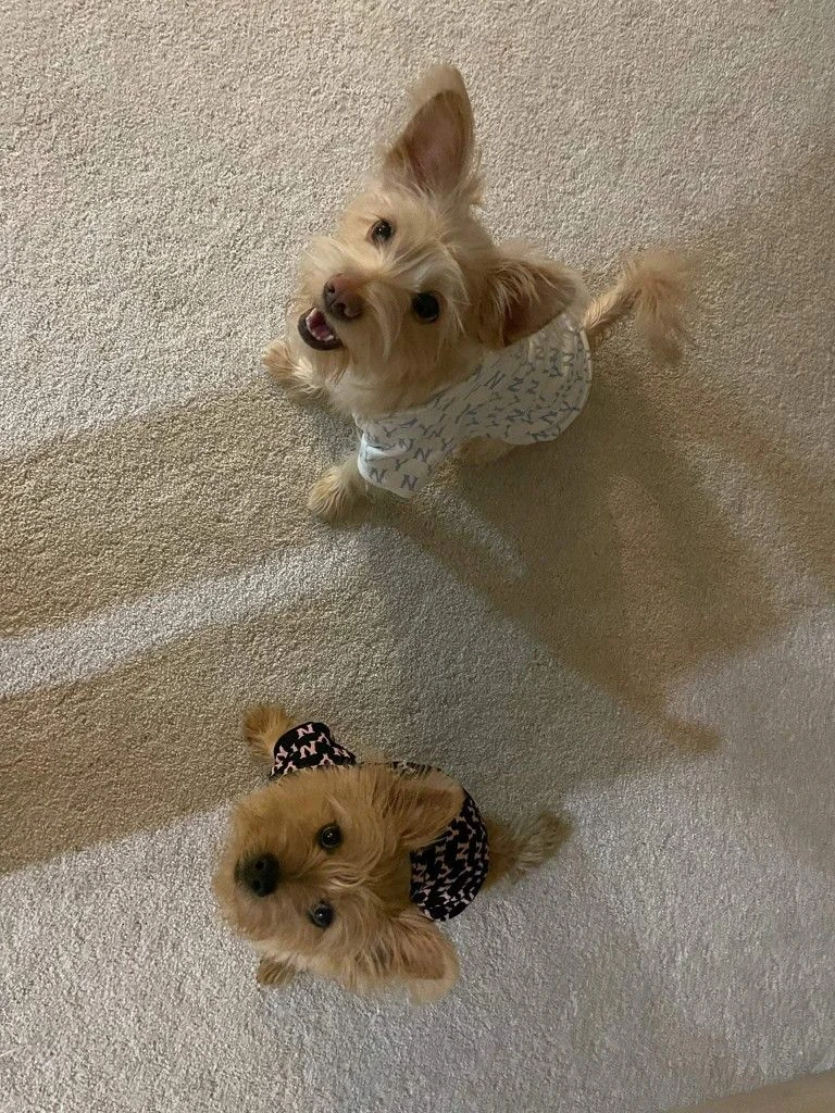 Dobby/Gallery | Twice Wiki | Fandom