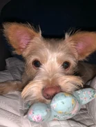 Dobby | Twice Wiki | Fandom